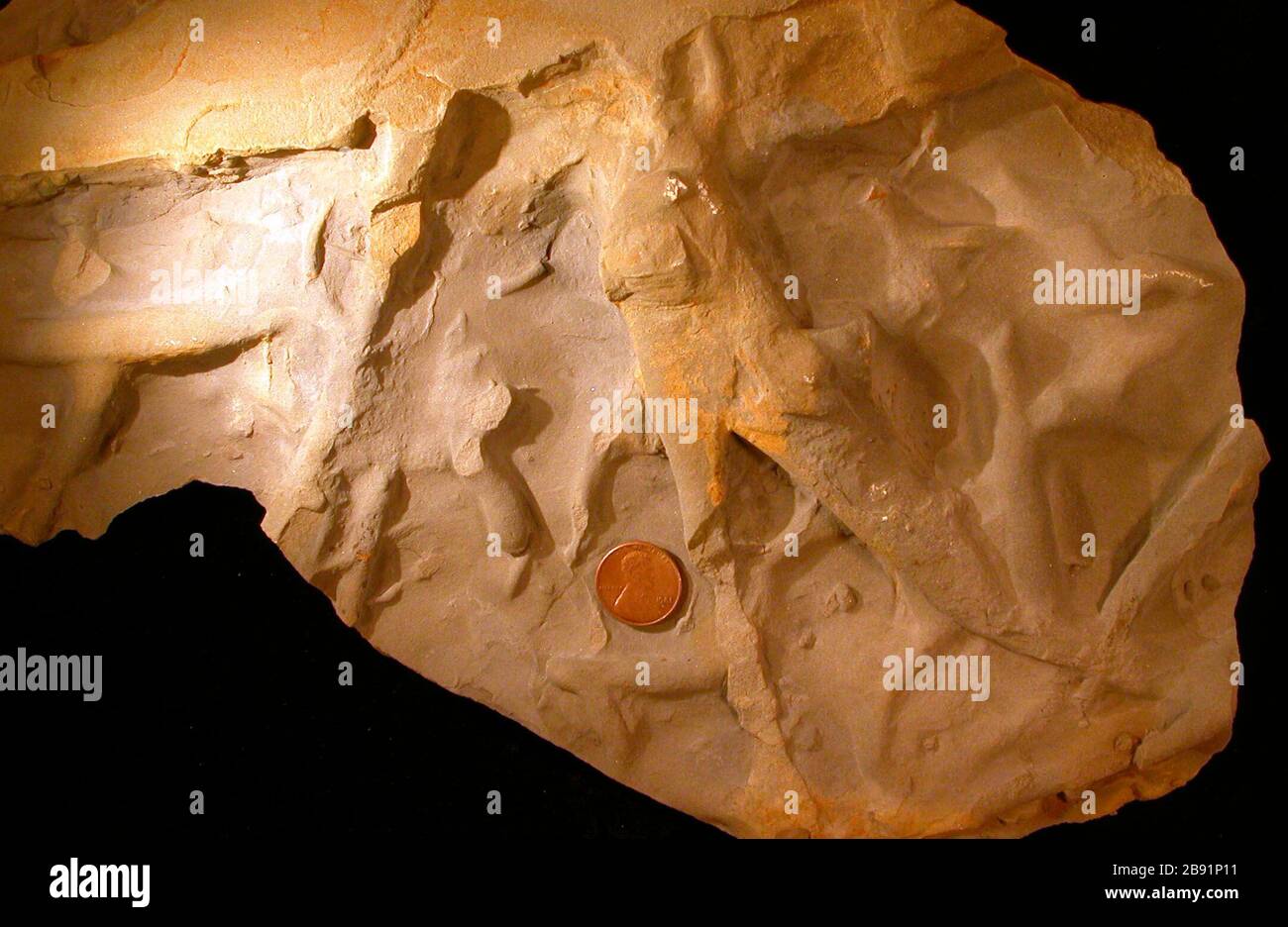 Trace fossil hi-res stock photography and images - Alamy