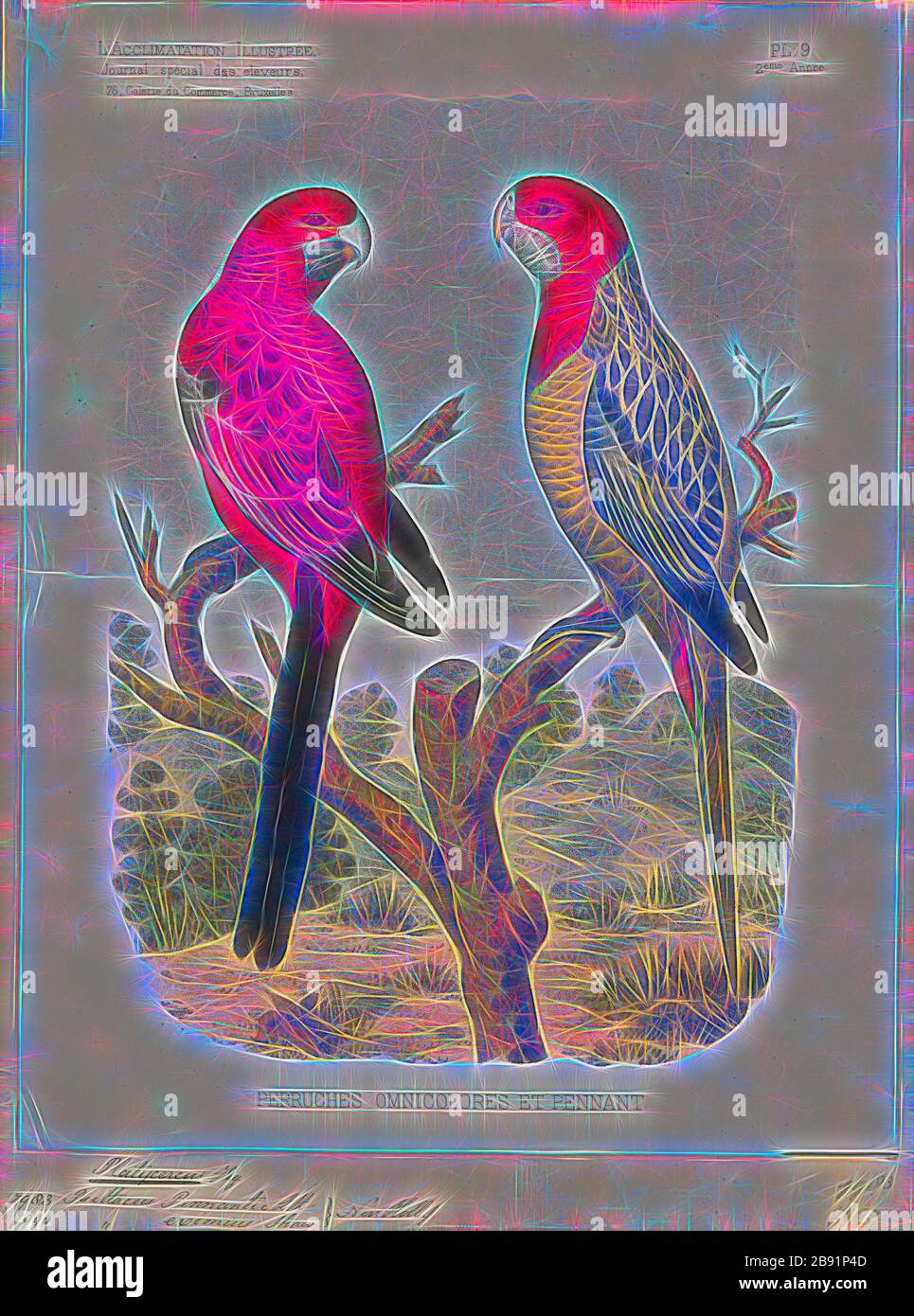 Six parrots hi-res stock photography and images - Alamy