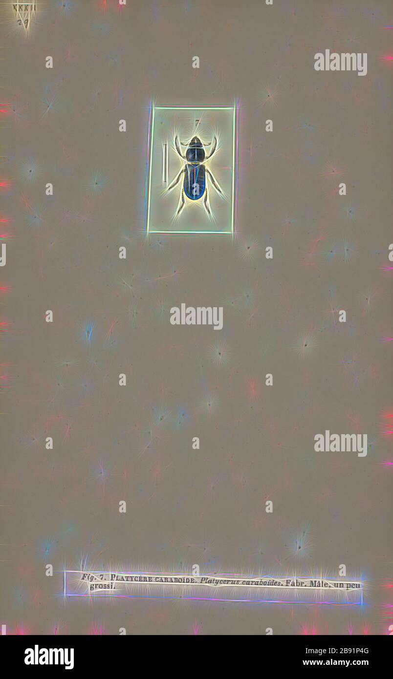 Platycerus, Print, Platycerus is a genus of stag beetles (Lucanidae ...