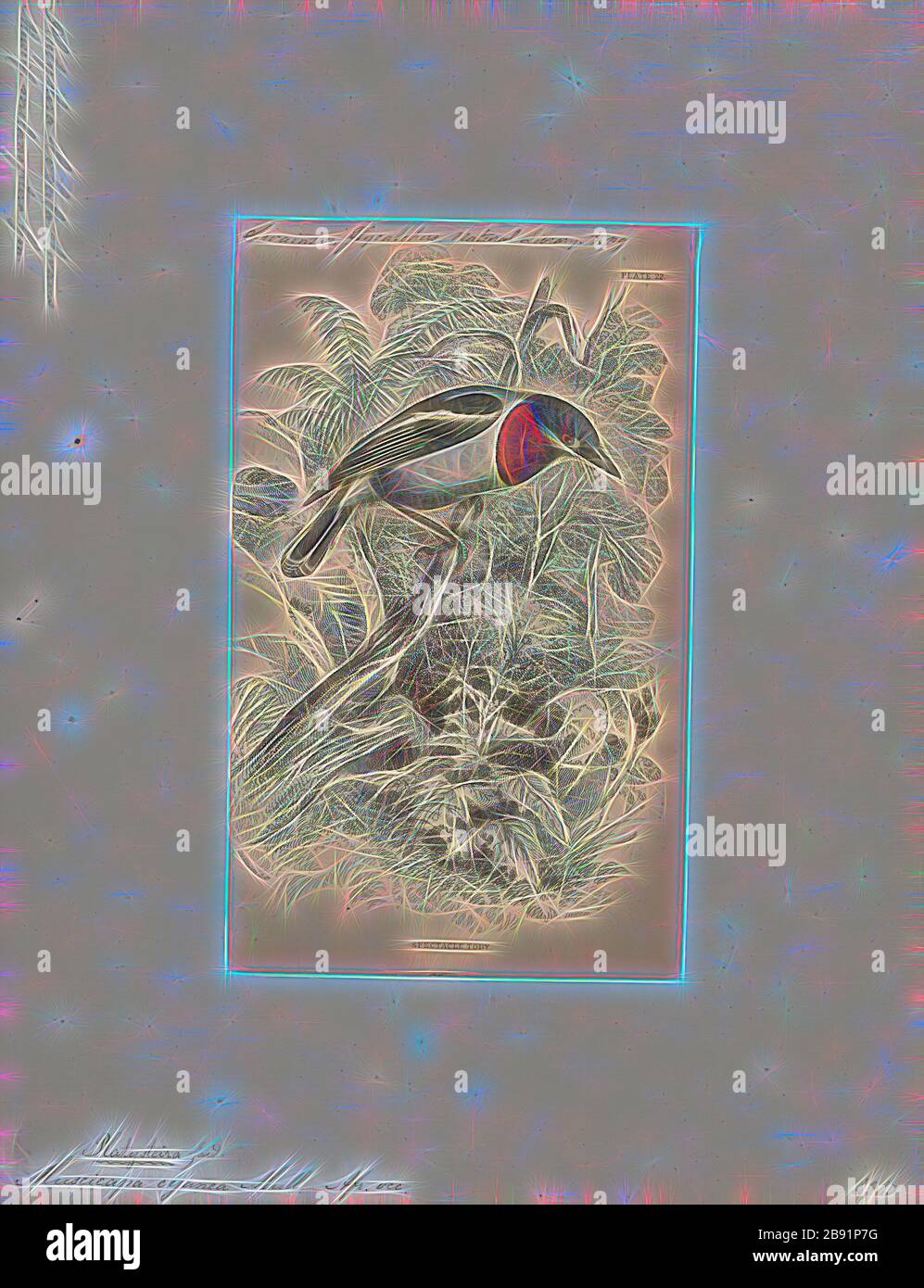 Common Wattle Eye High Resolution Stock Photography and Images - Alamy