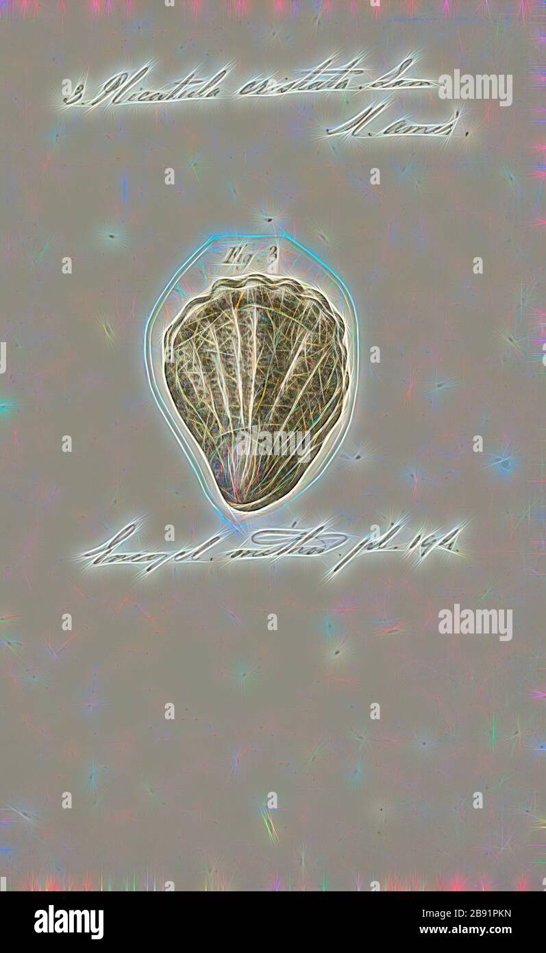 Mollusks fossils hi-res stock photography and images - Alamy