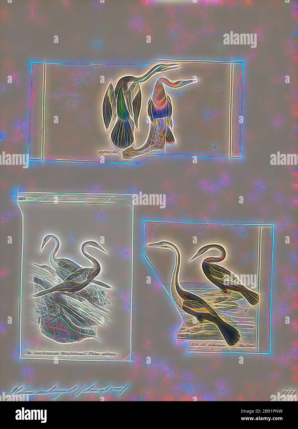 External nares hi-res stock photography and images - Alamy