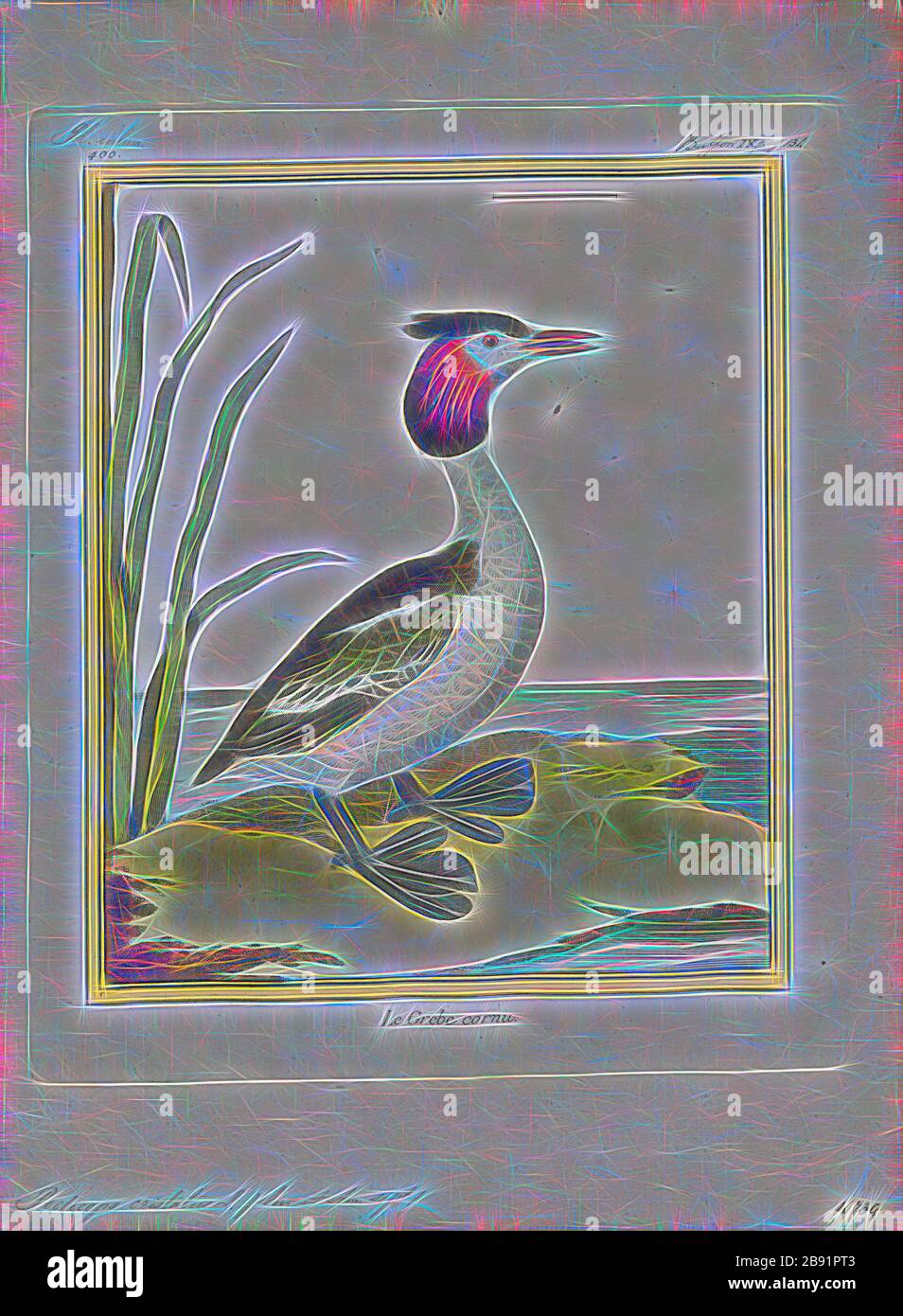 Podiceps cristatus, Print, The great crested grebe (Podiceps cristatus ...