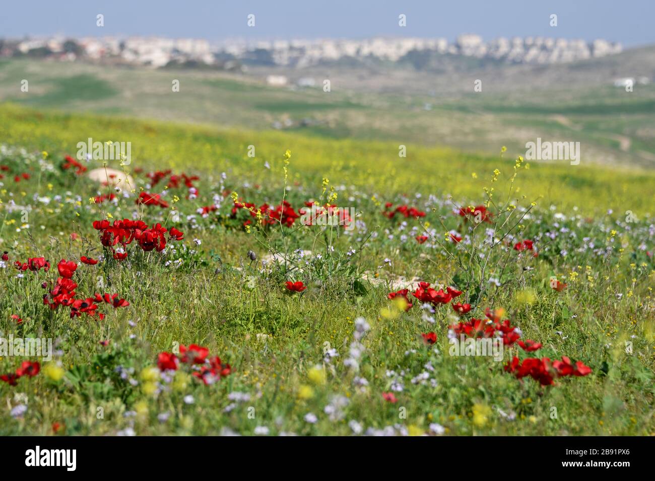 After a rare rainy season in the Negev Desert, Israel, an abundance of ...