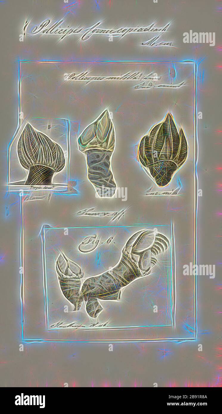 Pollicipes elegans hi-res stock photography and images - Alamy