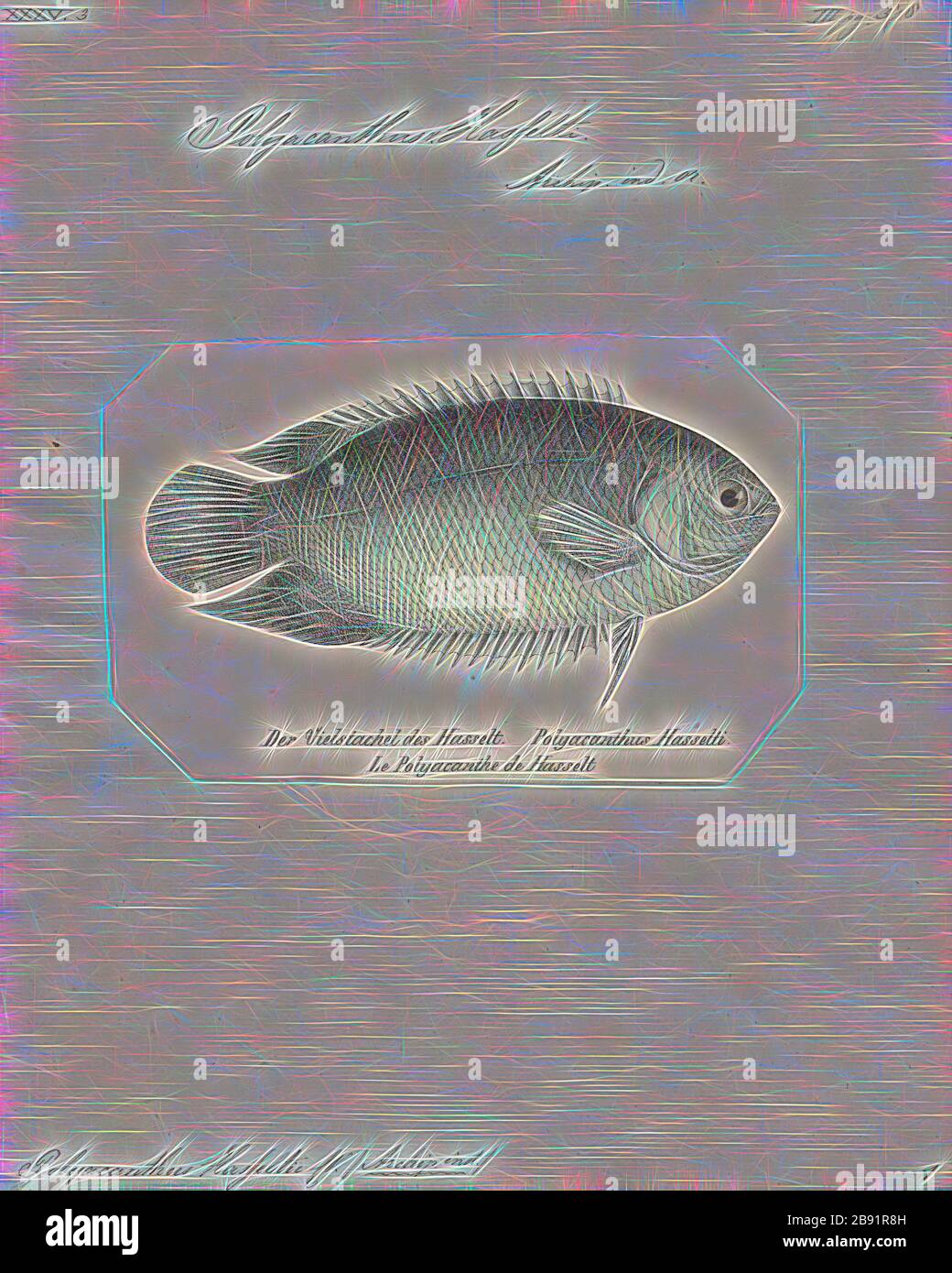 Malay combtail hi-res stock photography and images - Alamy