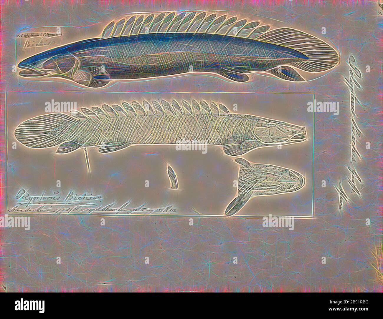 Polypterus bichir, Print, Polypterus bichir, the Nile bichir, is a fish ...