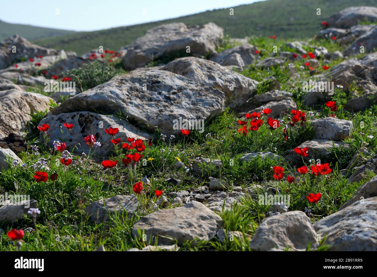 Red Papaver polytrichum Poppies Photographed Kidron valley, Judaean ...