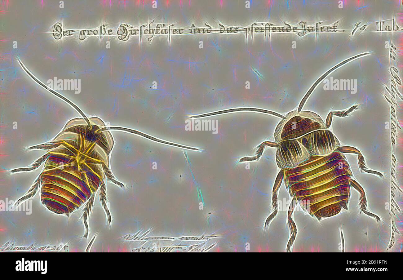 Botany bay cockroach hi-res stock photography and images - Alamy