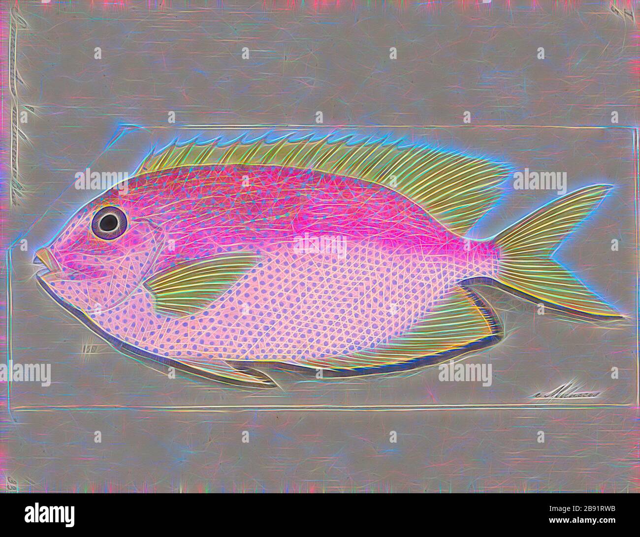 Pomacentrus moluccensis, Print, Pomacentrus moluccensis, the lemon ...