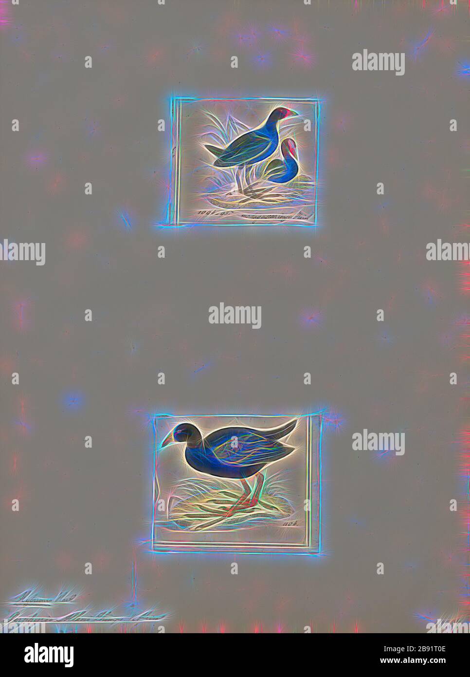 Porphyrula alleni hi-res stock photography and images - Alamy