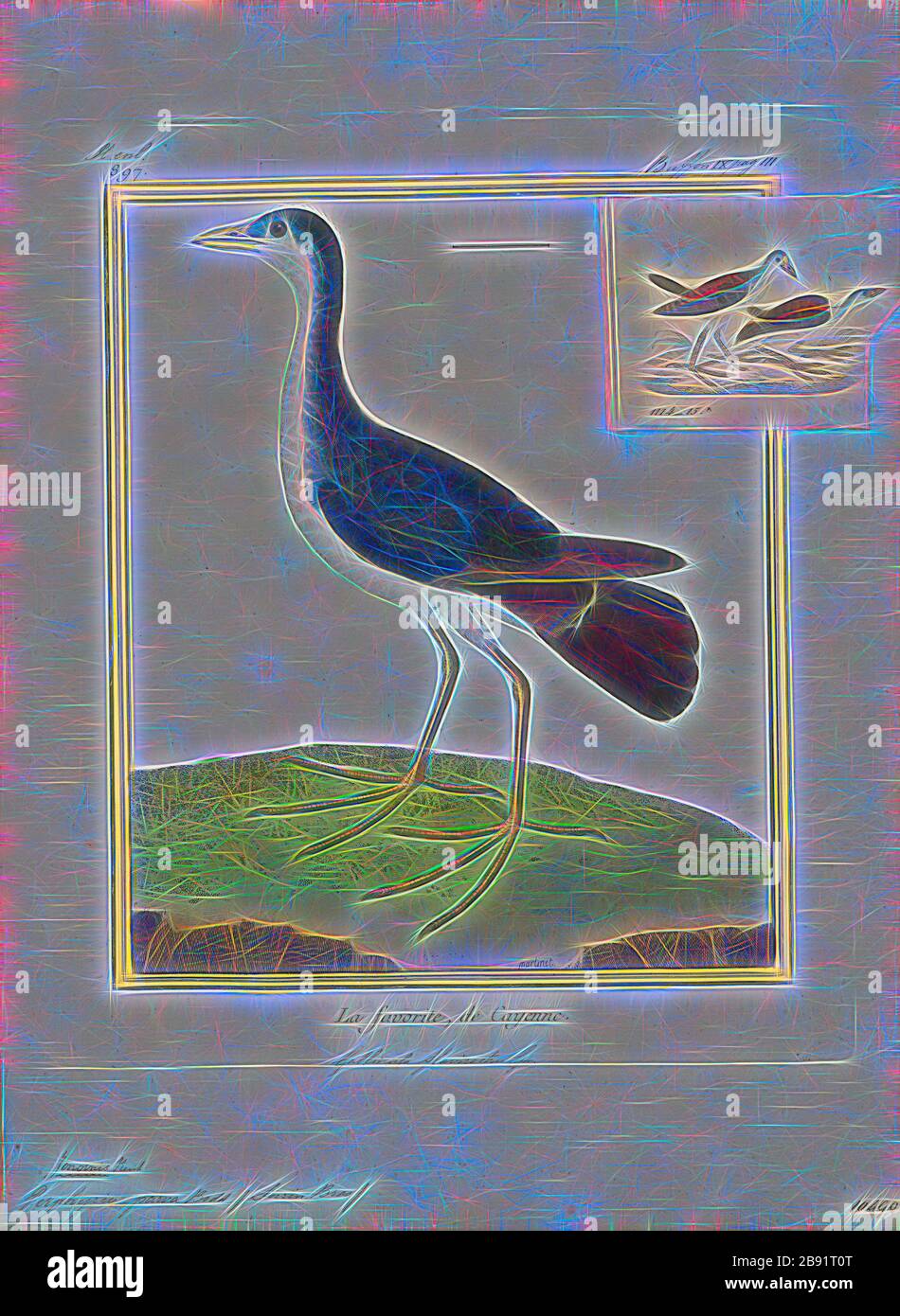 Porphyrio parva hi-res stock photography and images - Alamy