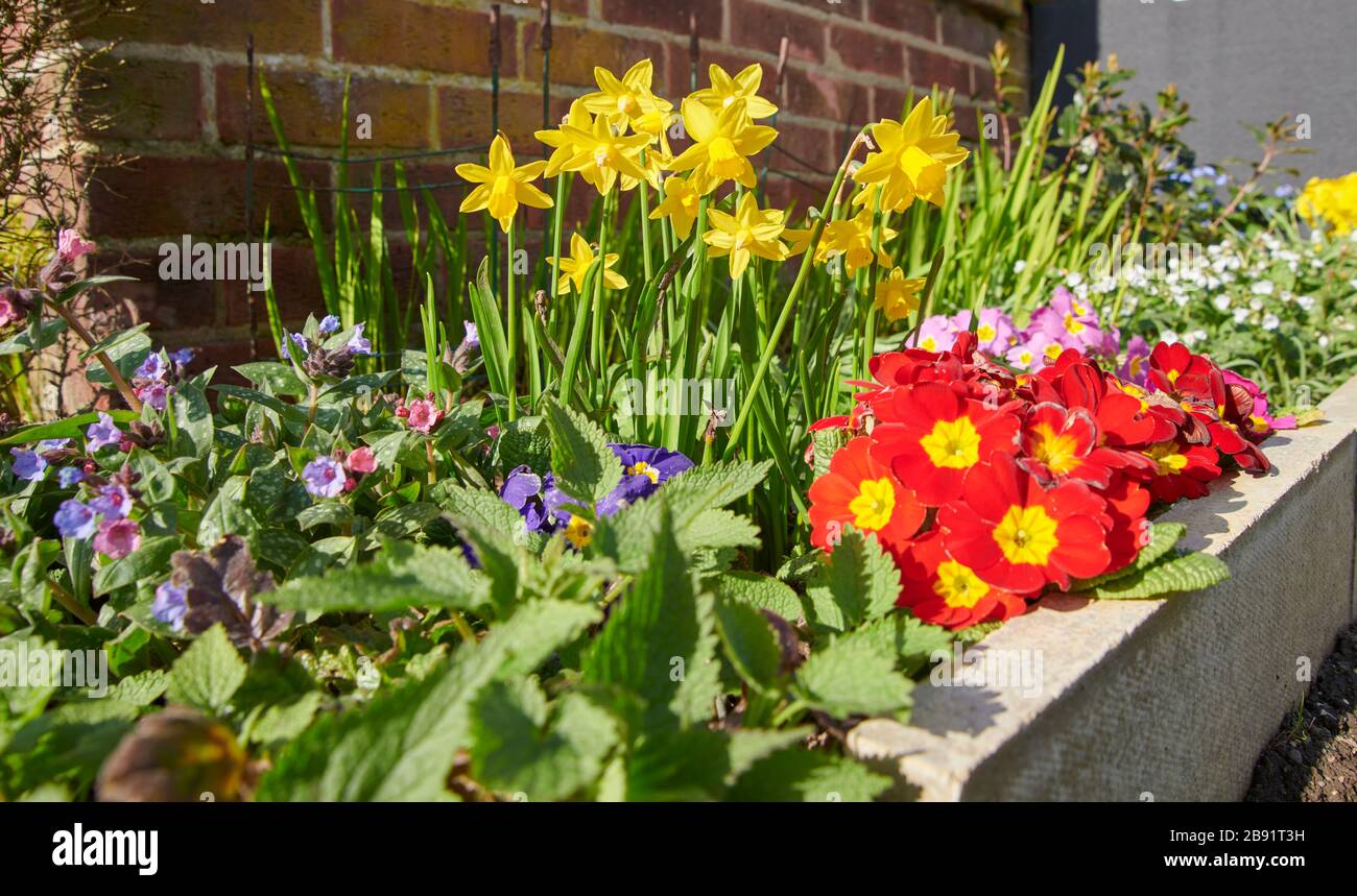 Spring flowers, East Yorkshire, England, UK, GB Stock Photo - Alamy