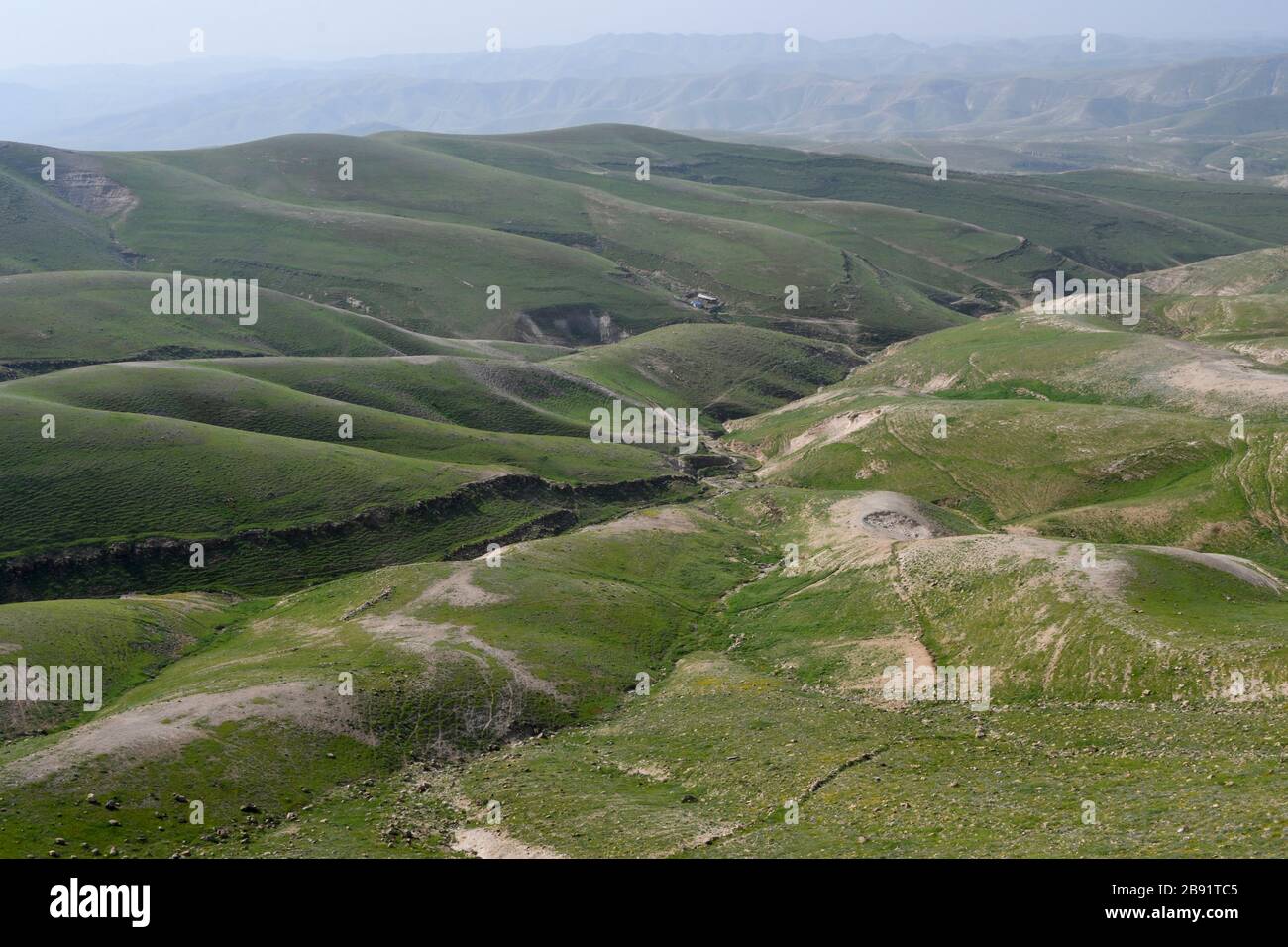 After a rare rainy season in the Negev Desert, Israel, an abundance of ...