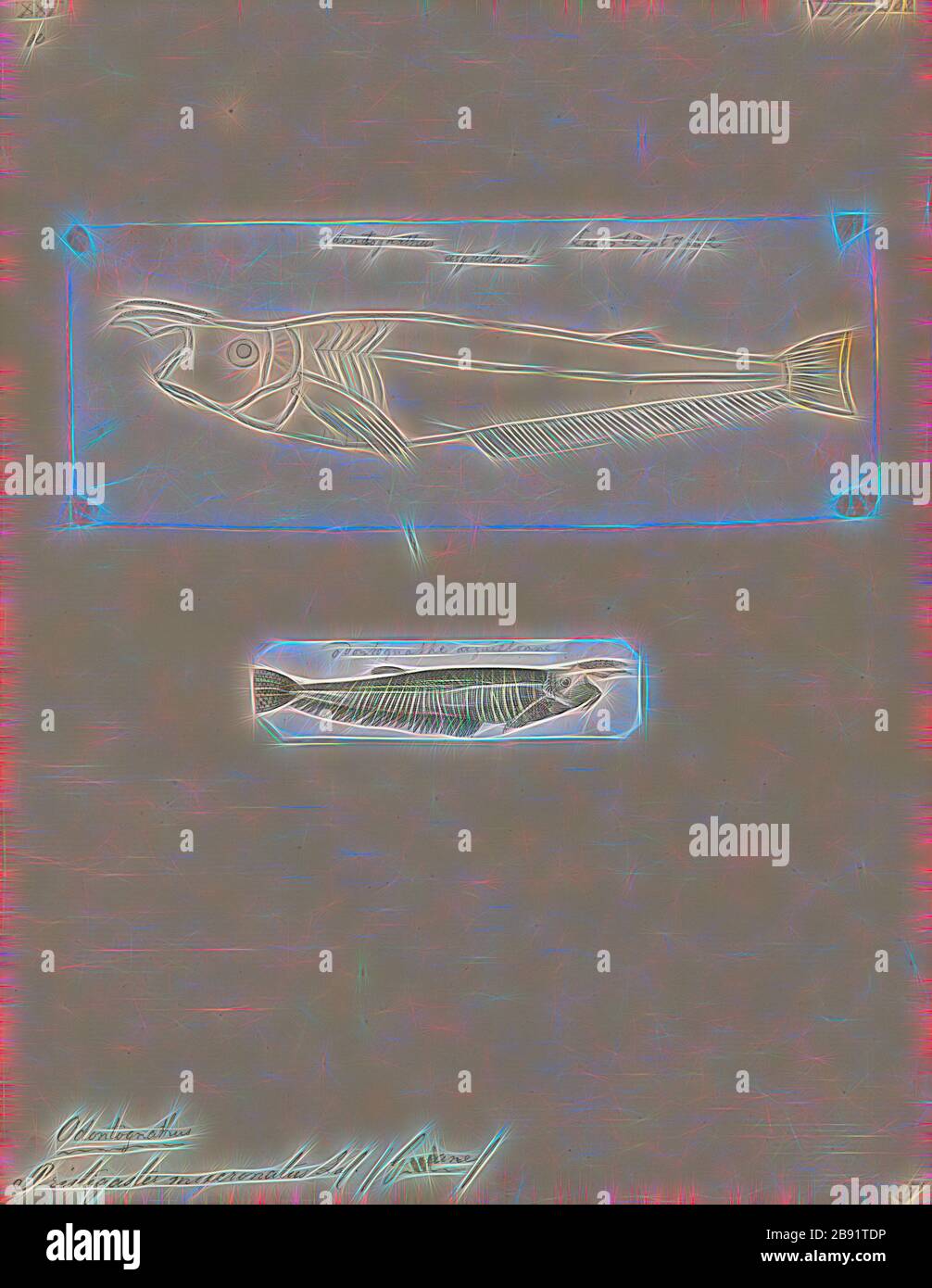 Pristigaster mucronatus, Print, Pristigaster is a small genus of fish ...