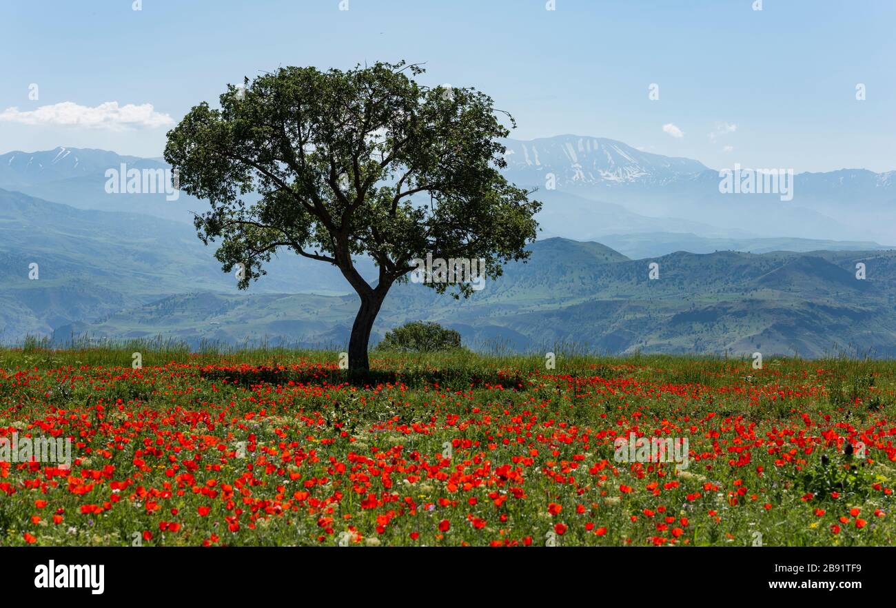 Two trees in an orange poppy field in the hills of Miyaneh, West ...