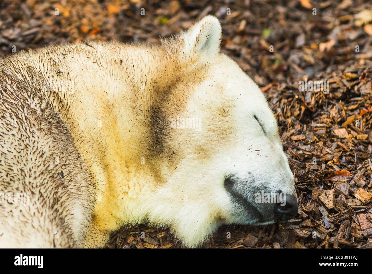 Polar bear lying on hi-res stock photography and images - Alamy