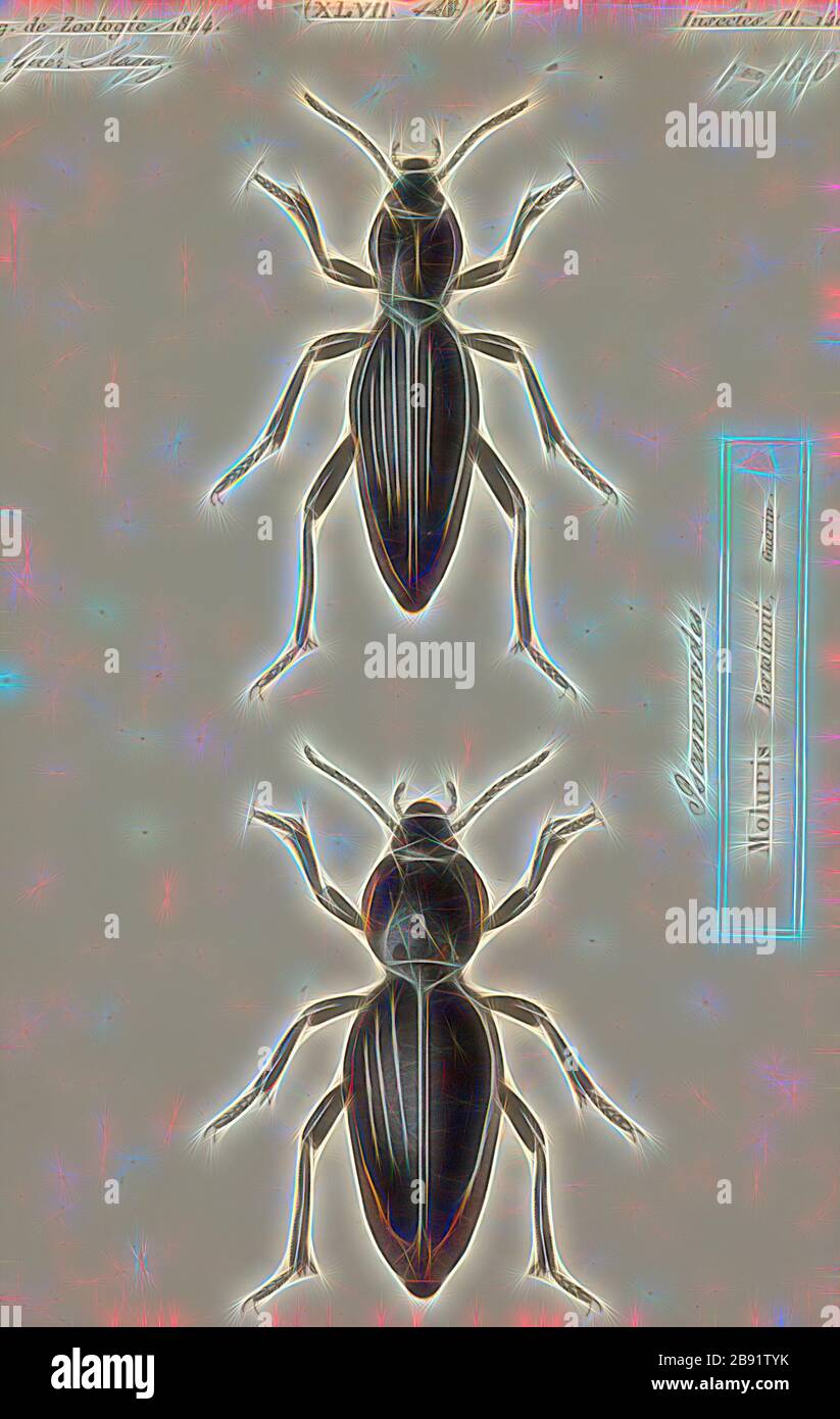 Psammodes, Print, The Tok-tok beetles (genus Psammodes) are ground ...