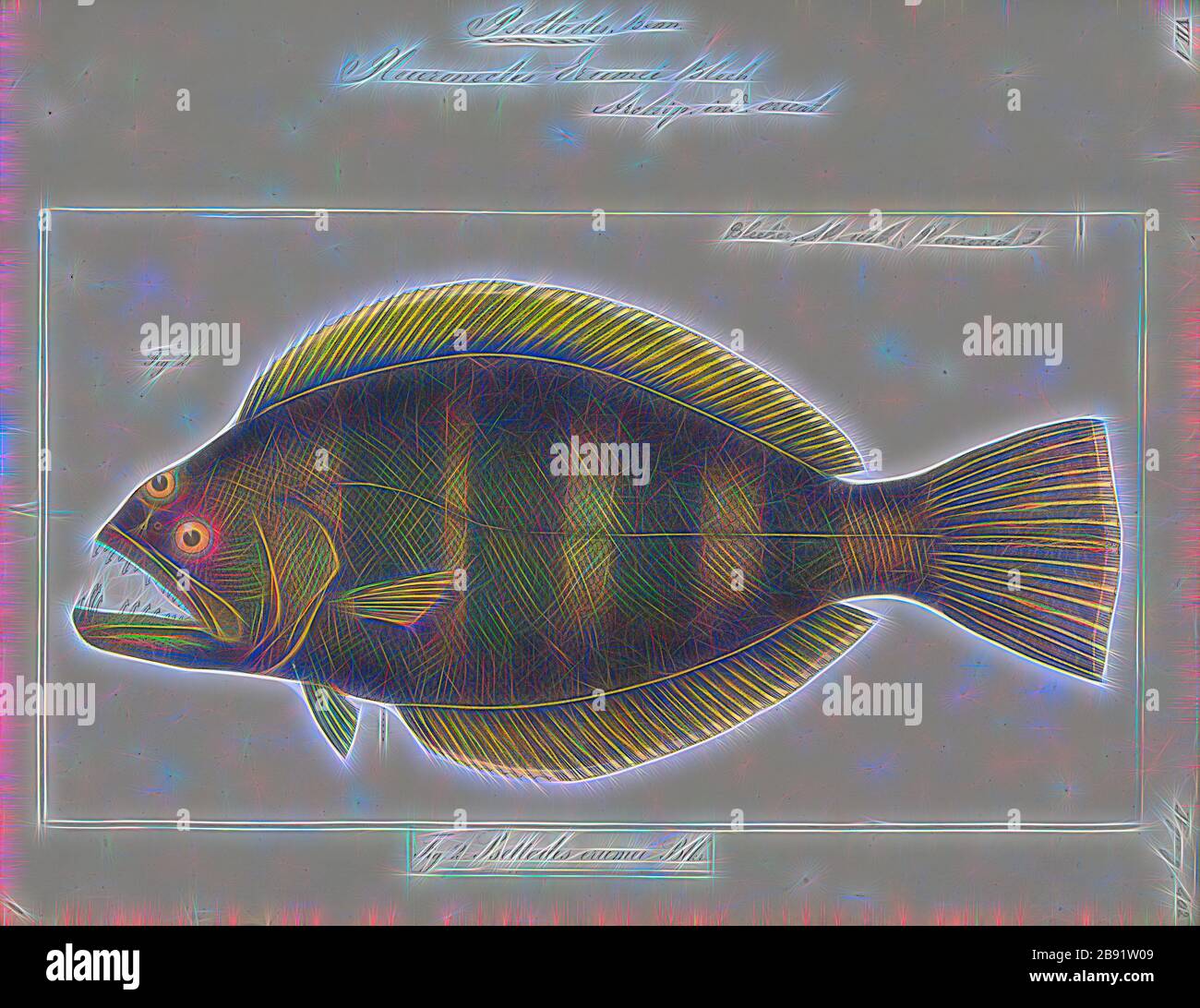 Spiny turbot hi-res stock photography and images - Alamy