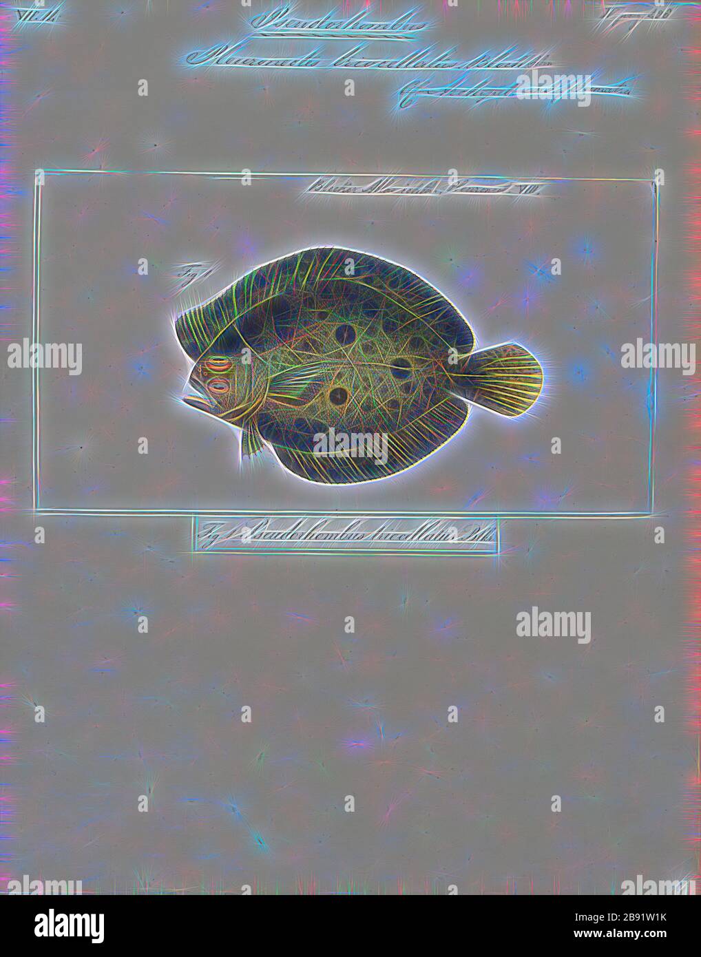 Large tooth flounders hi-res stock photography and images - Alamy