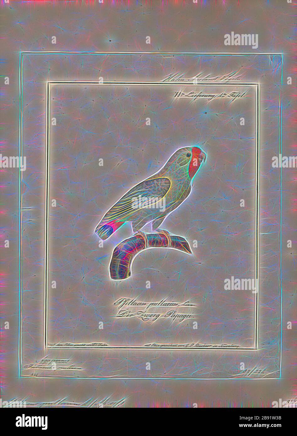 Psittacula pullaria hi-res stock photography and images - Alamy