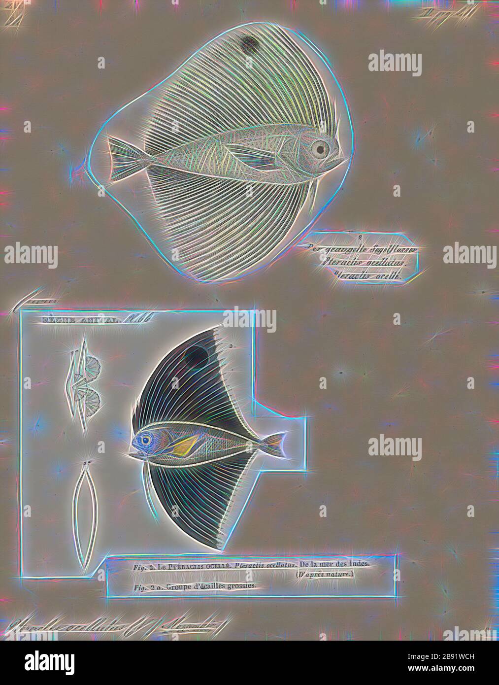 Pteraclis ocellatus, Print, Pteraclis is a genus of fish in the family ...