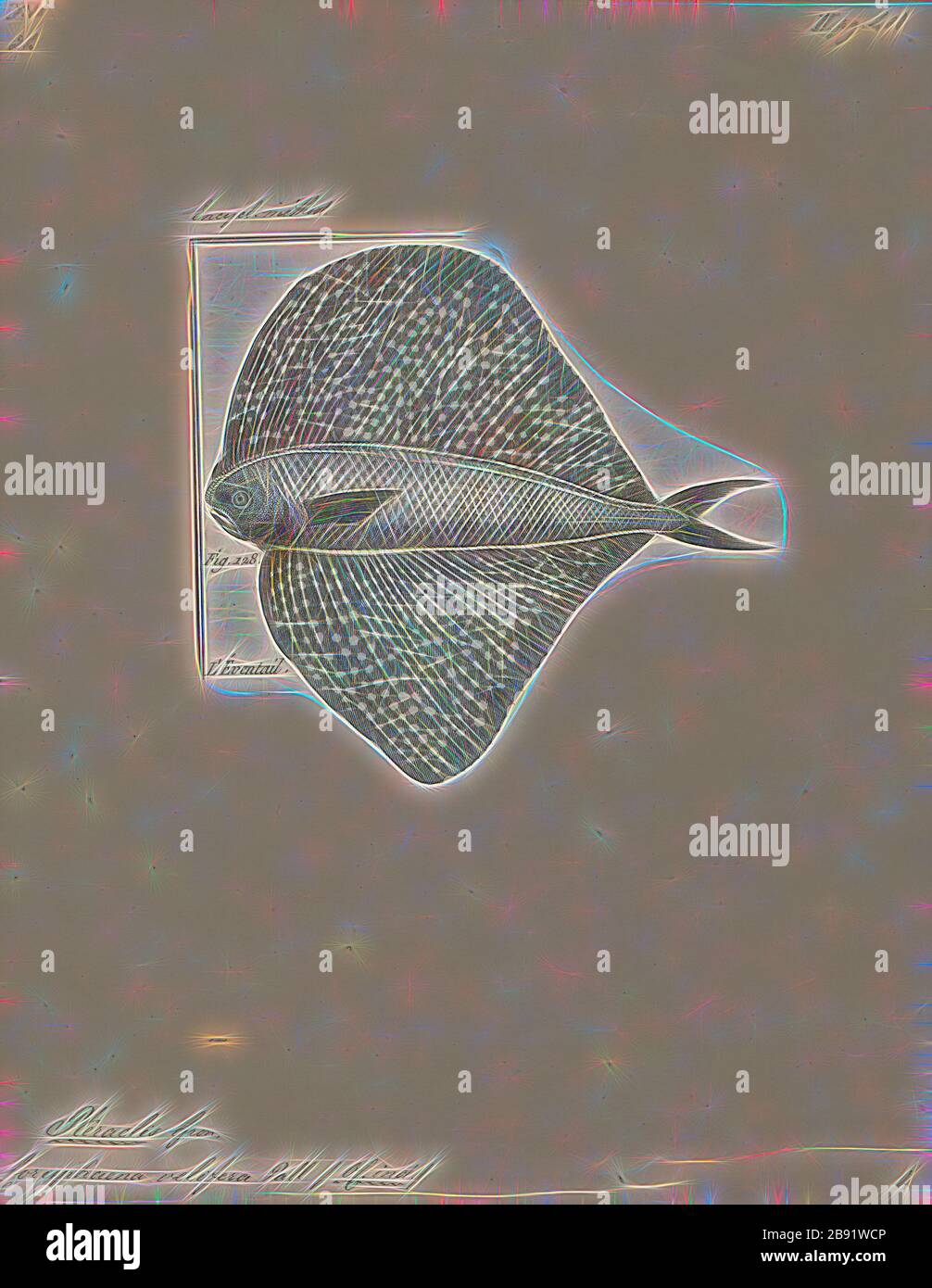 Pteraclis velifer, Print, Pteraclis is a genus of fish in the family ...