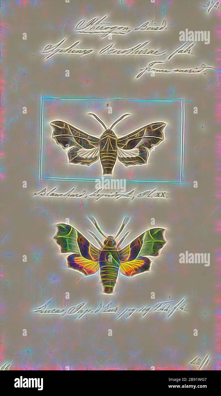 Family sphingidae sphinx moths hi-res stock photography and images - Alamy