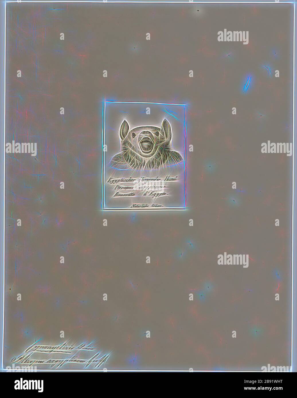 Pteropus aegyptiacus, Print, Pteropus (suborder Yinpterochiroptera) is ...