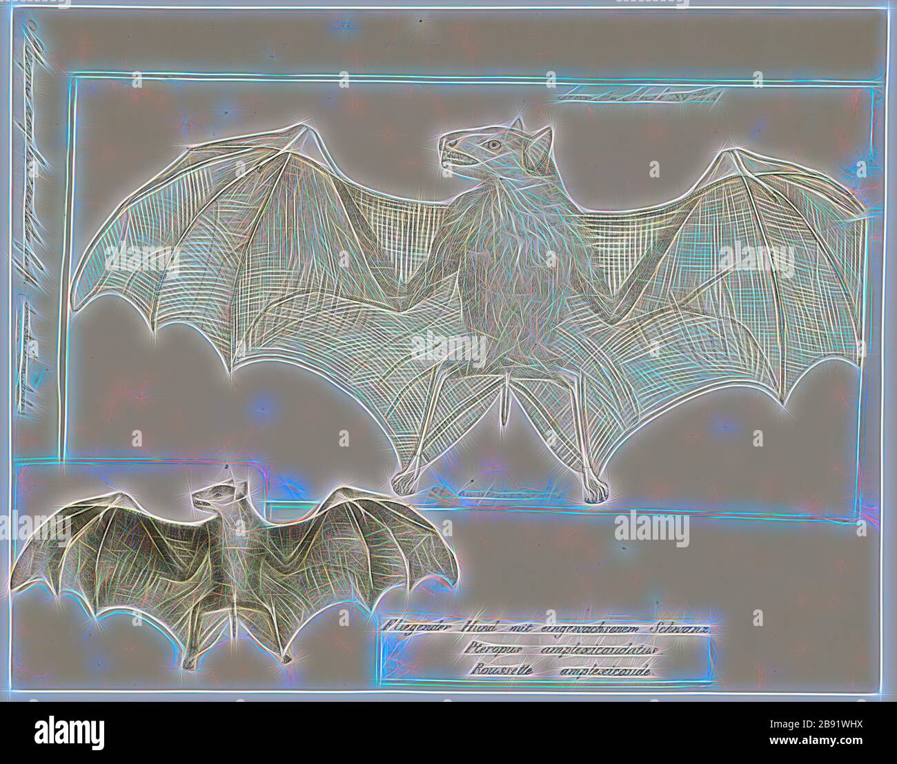 Pteropus amplexicaudatus hi-res stock photography and images - Alamy