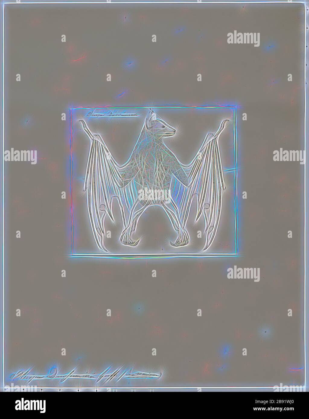 Pteropus dussumieri, Print, Pteropus (suborder Yinpterochiroptera) is a ...