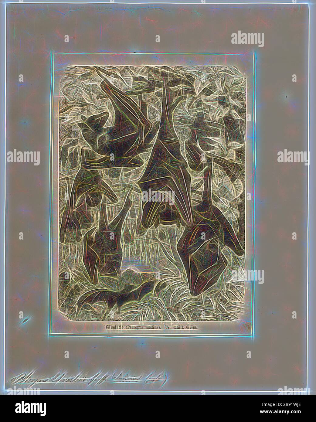 Pteropus edwardsii, Print, Pteropus (suborder Yinpterochiroptera) is a ...