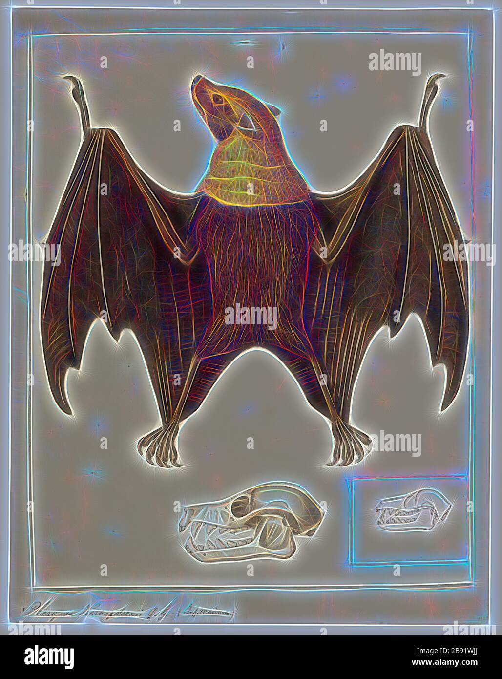 Yinpterochiroptera High Resolution Stock Photography and Images - Alamy