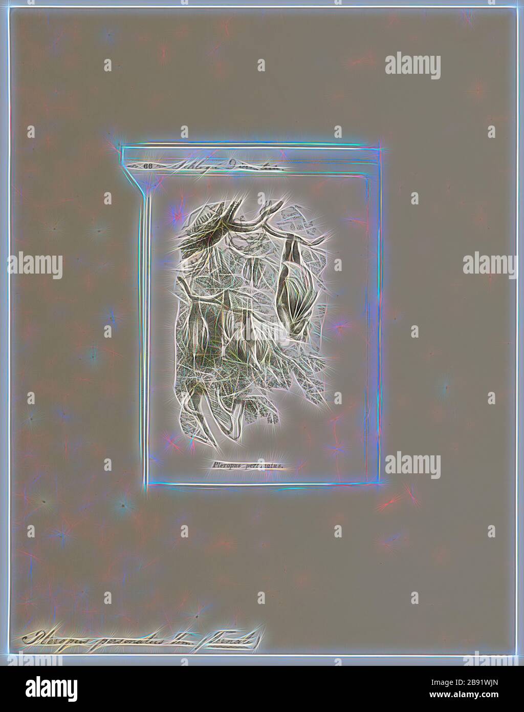 Moluccan masked flying fox hi-res stock photography and images - Alamy