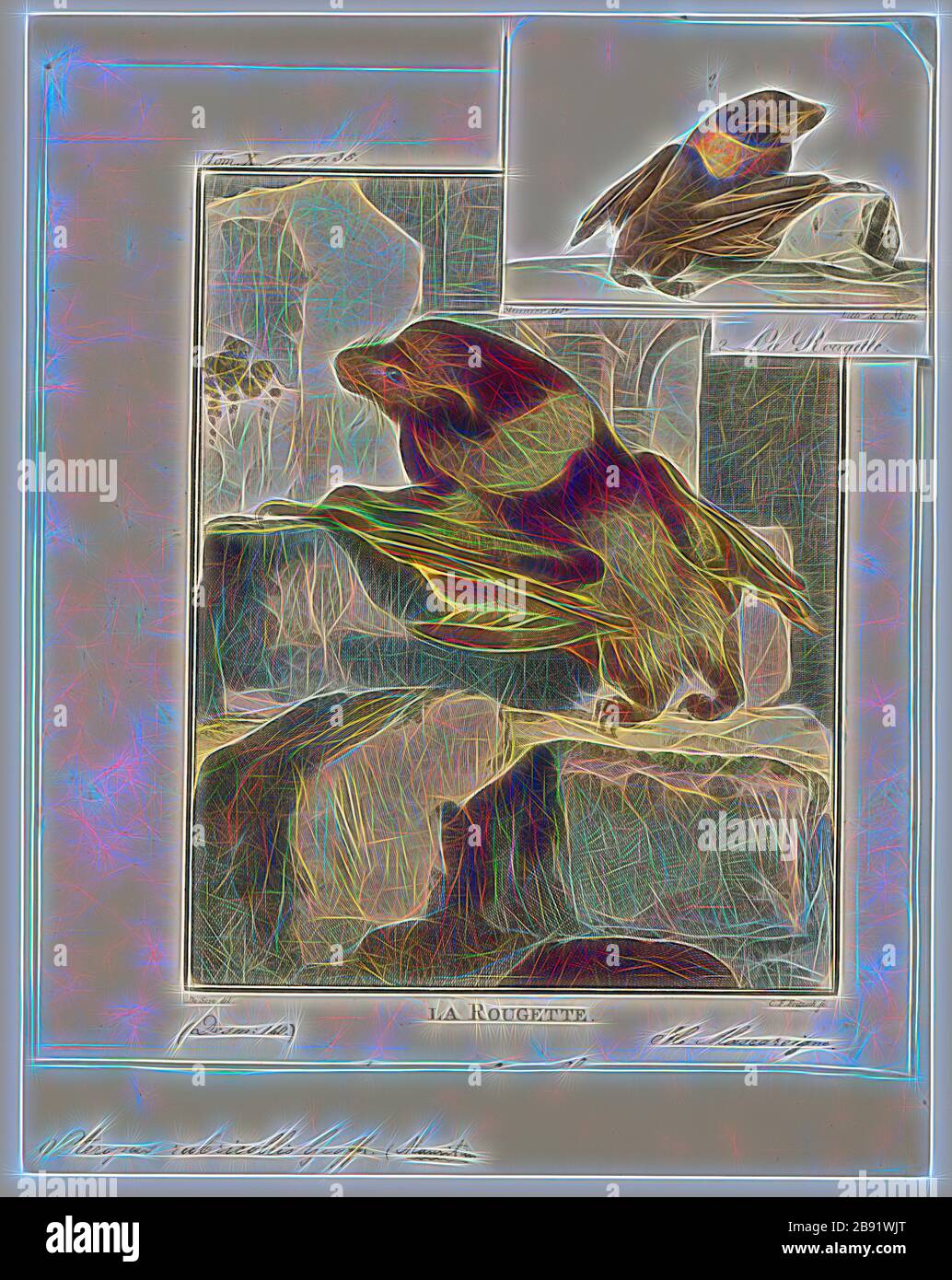 Pteropus rubricollis hi-res stock photography and images - Alamy