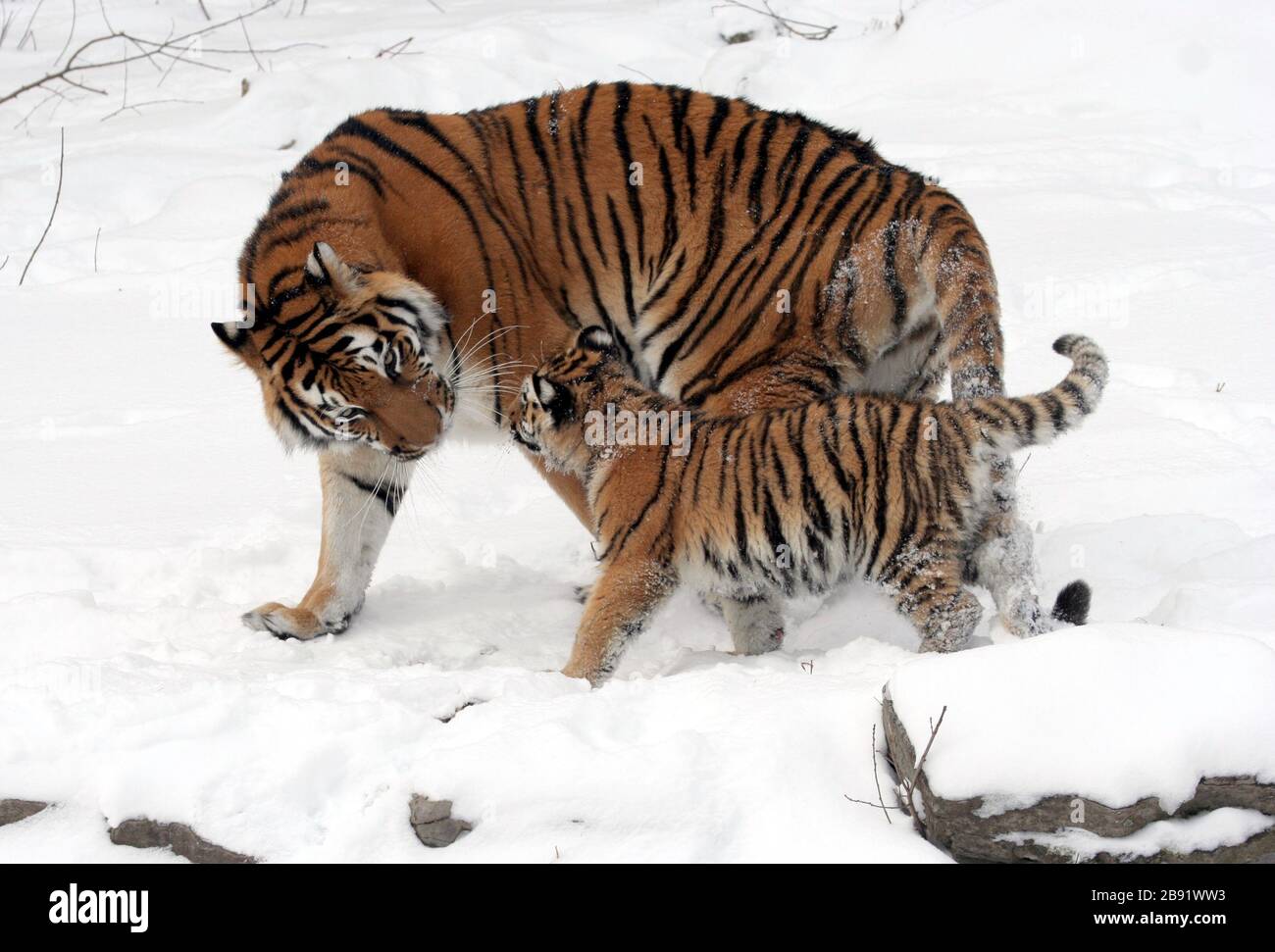 Une tigresse hi-res stock photography and images - Alamy