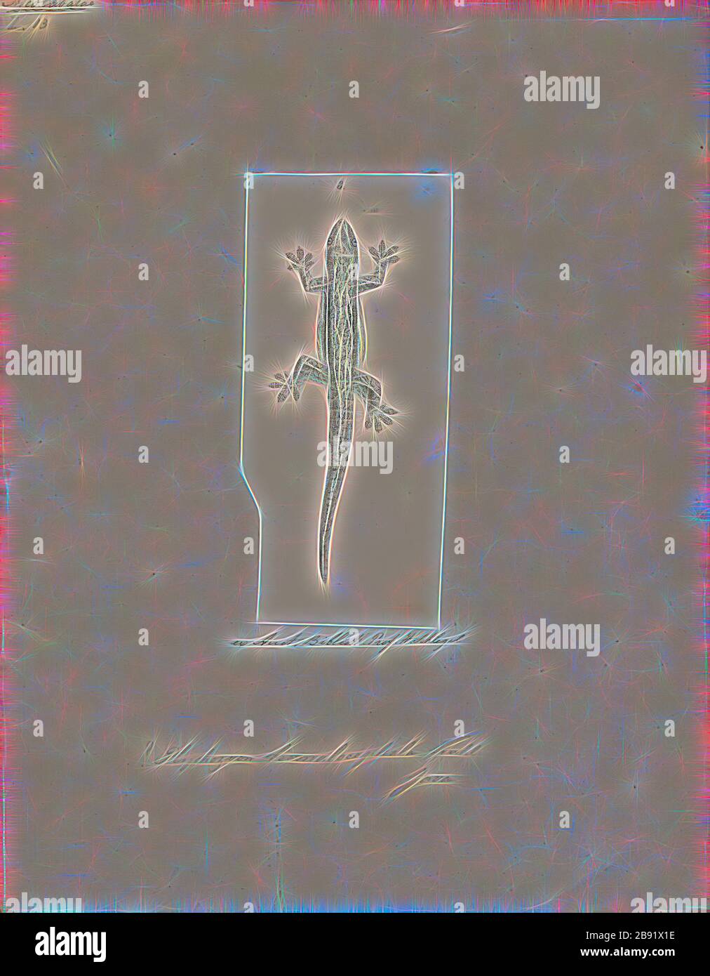 Ptychozoon homalocephala, Print, Ptychozoon is a genus of arboreal ...