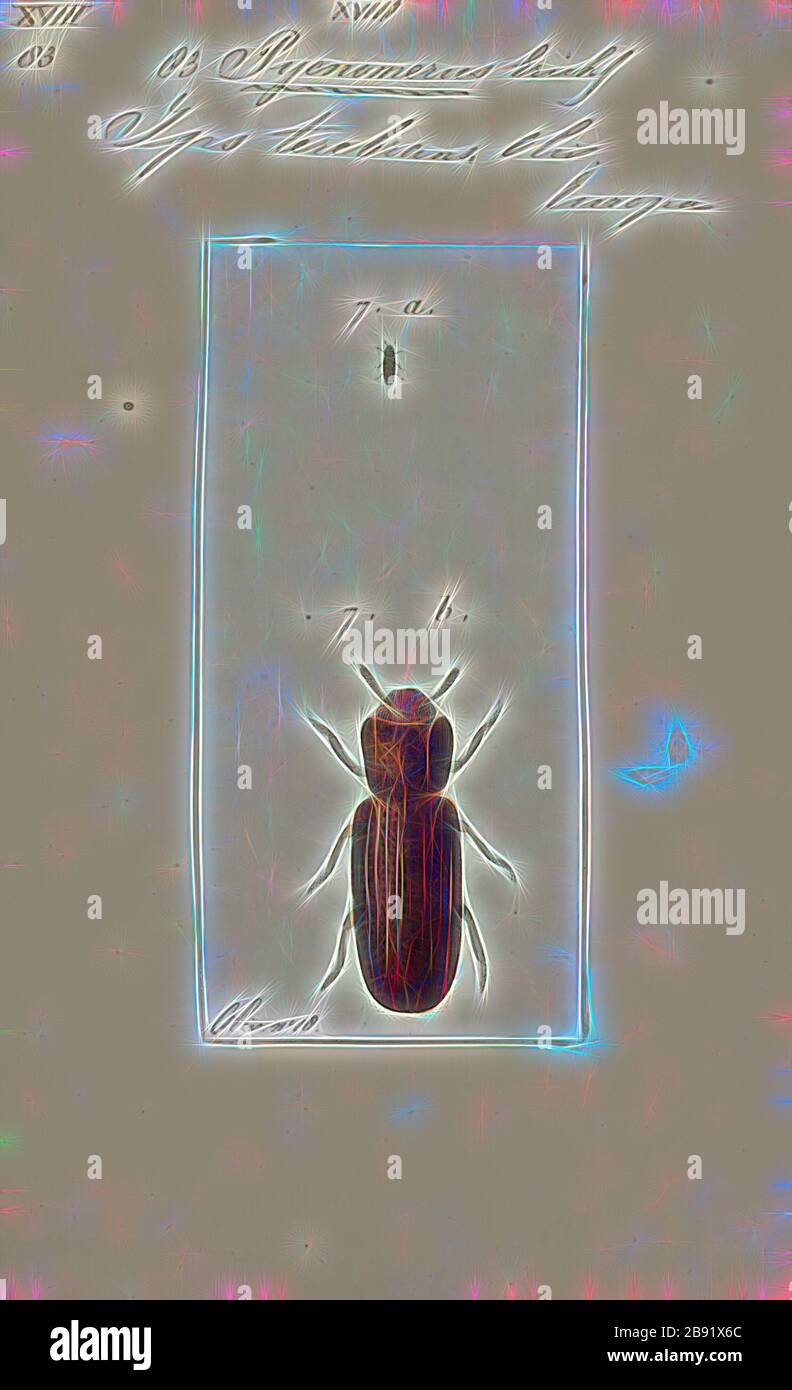 Ironclad Beetles High Resolution Stock Photography and Images - Alamy
