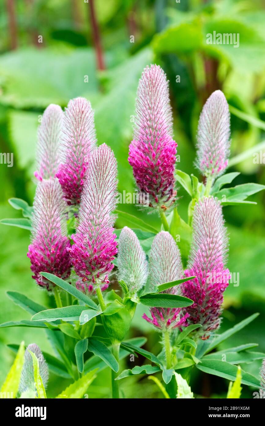 Clover (trifolium rubens) hi-res stock photography and images - Alamy