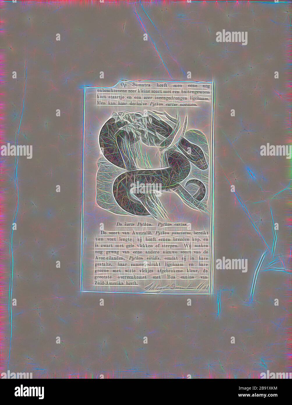 Python curtus, Print, Python curtus, commonly known as Sumatran short ...