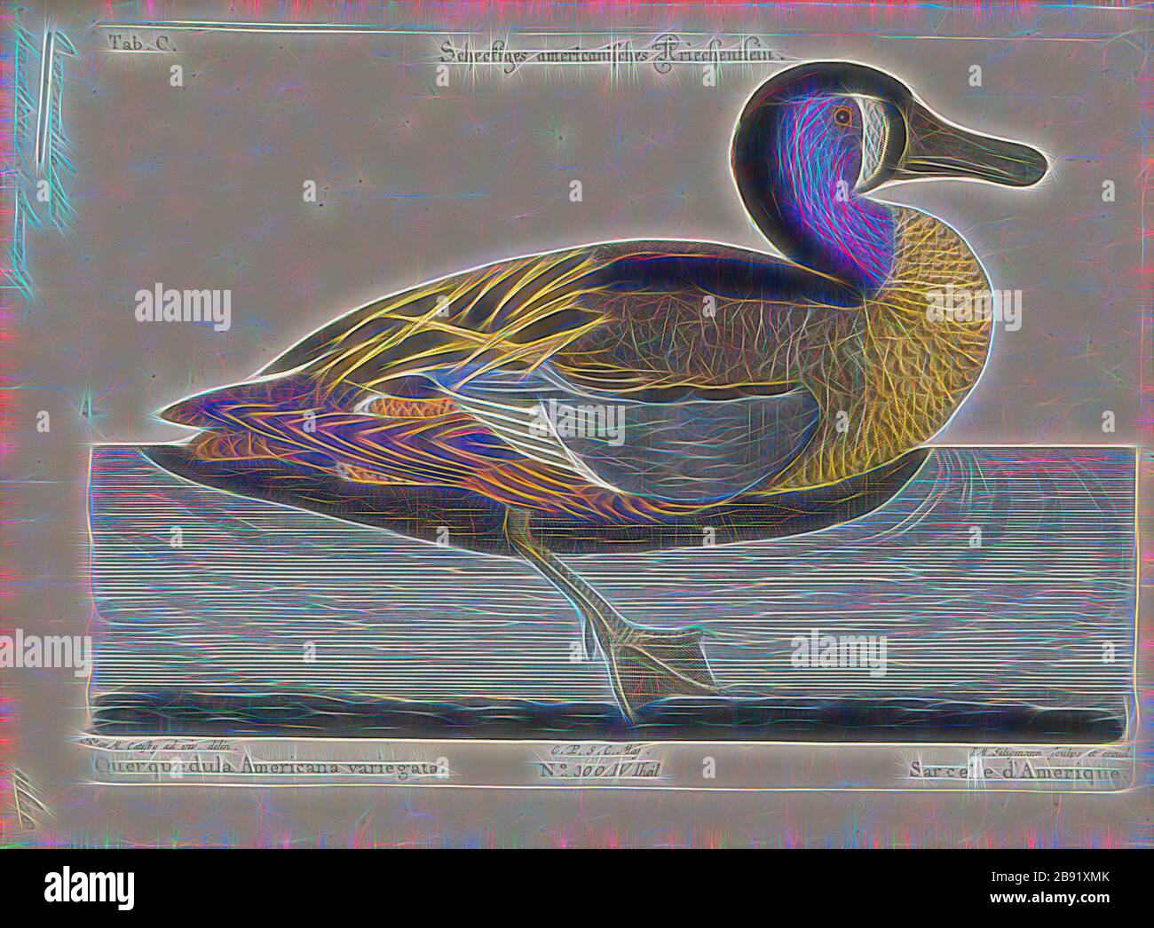Dabbling goose species hi-res stock photography and images - Alamy