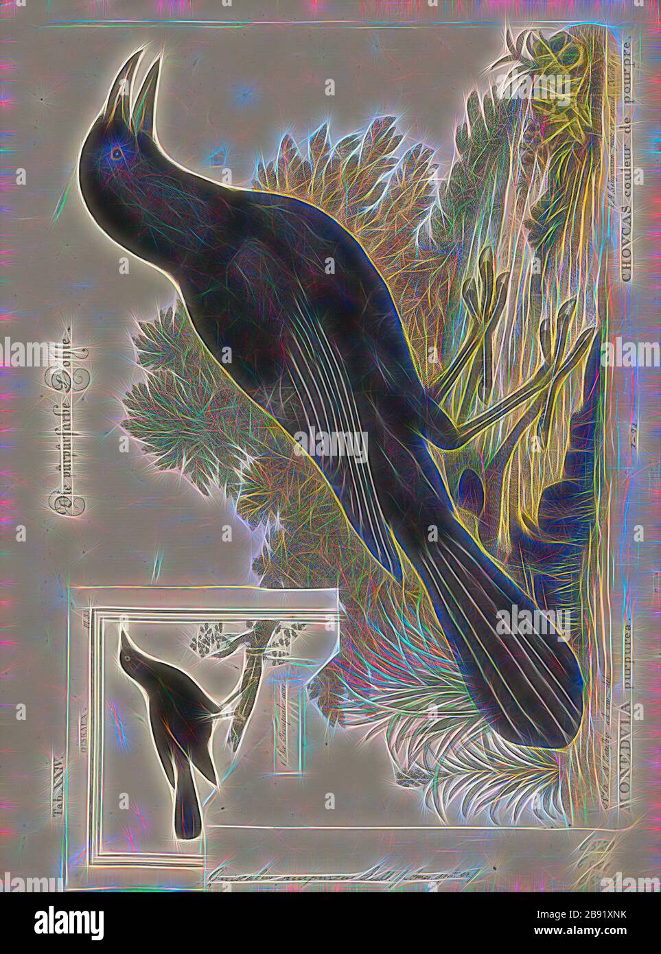 Quiscalus purpureus, Print, The avian genus Quiscalus contains six of ...