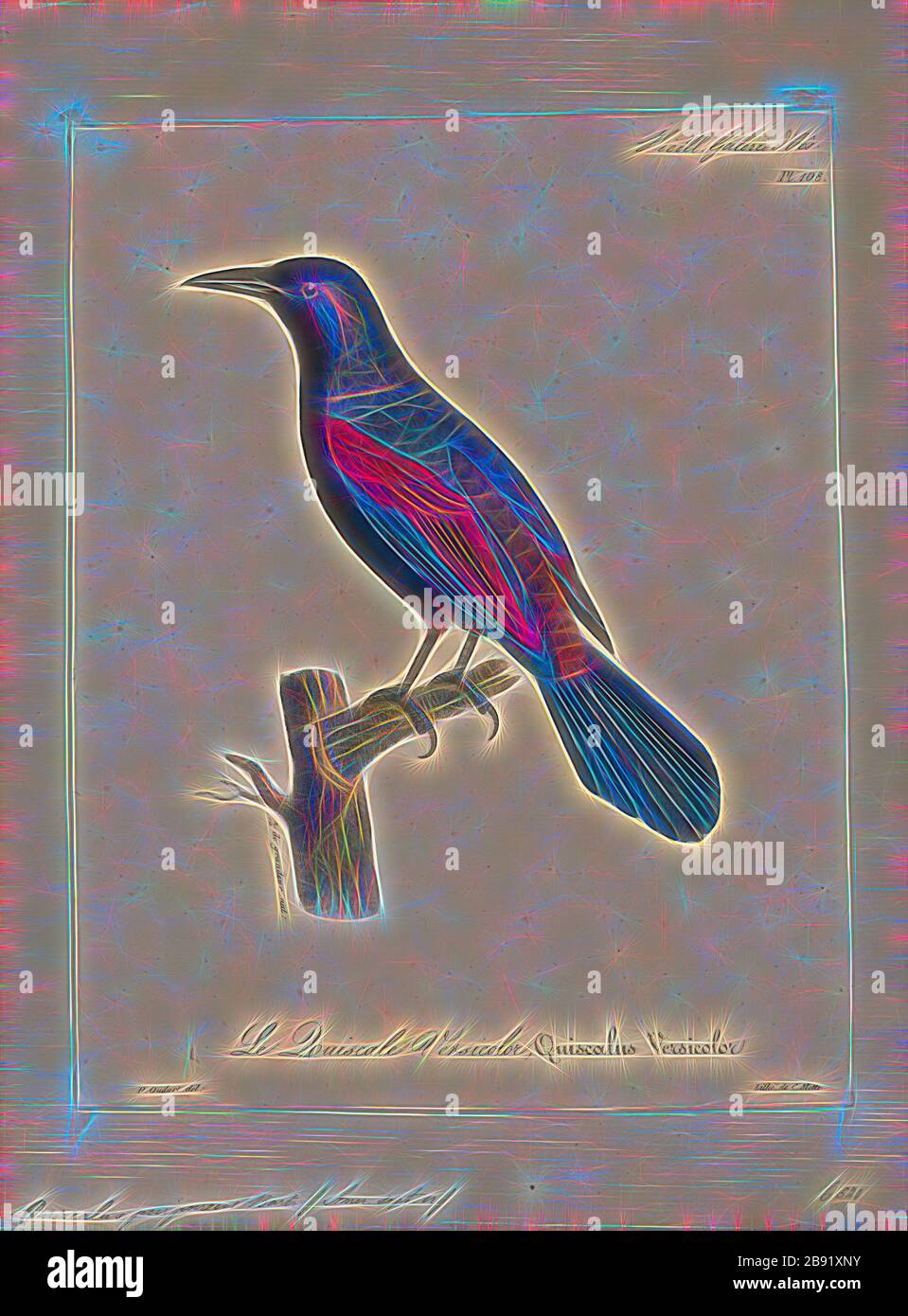 Quiscalus purpureus, Print, The avian genus Quiscalus contains six of ...