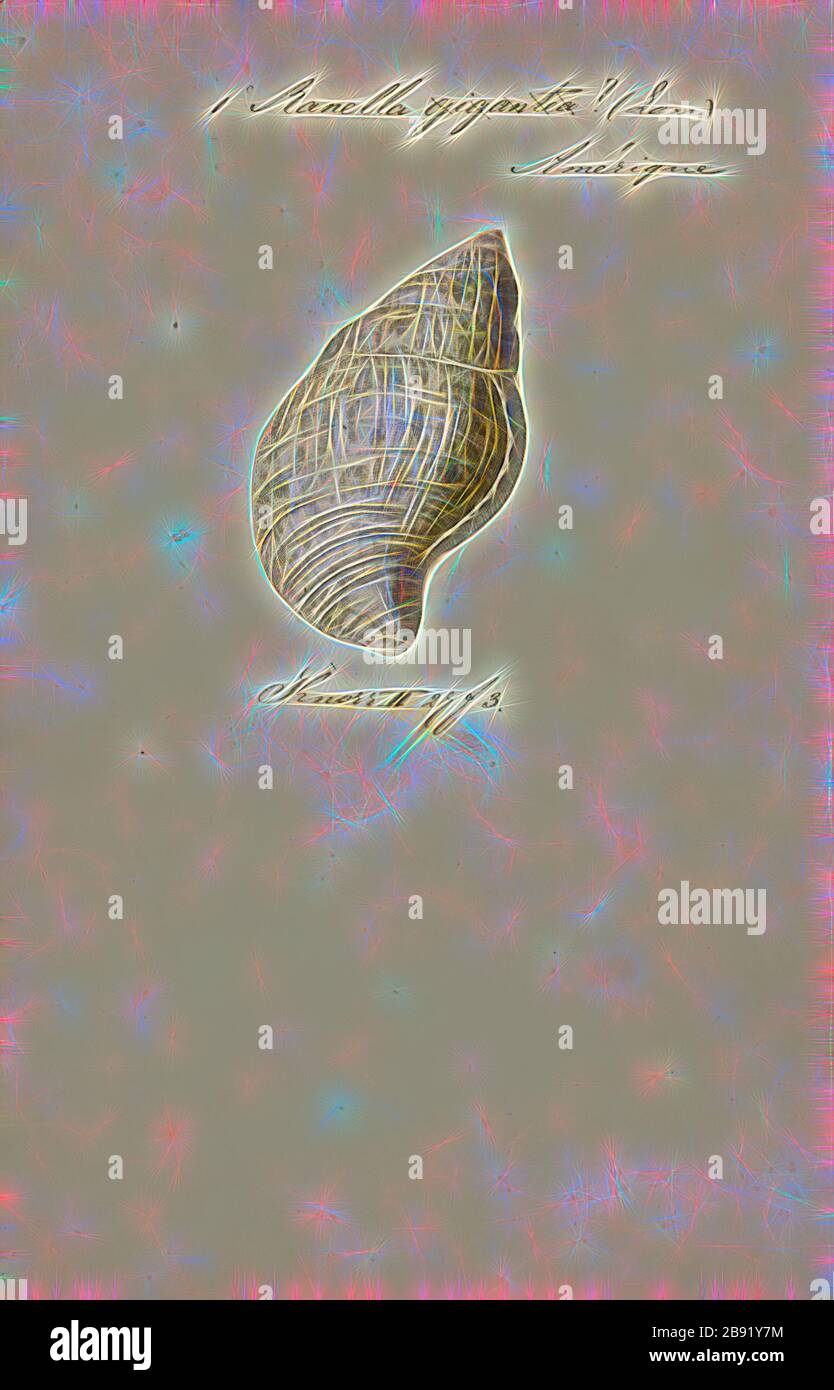 Ranella gigantea, Print, Ranella olearium, common name the wandering ...