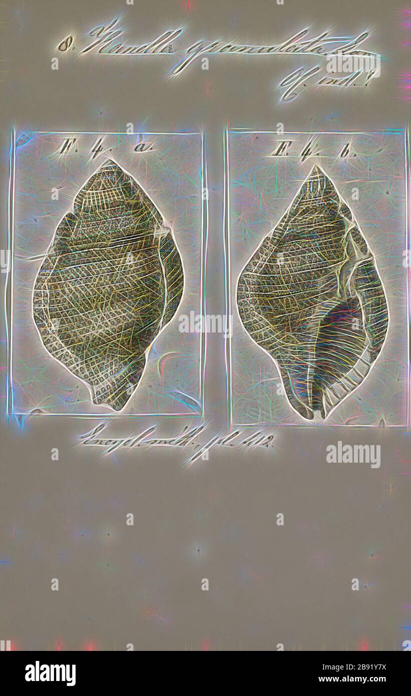 Ranella granulata hi-res stock photography and images - Alamy