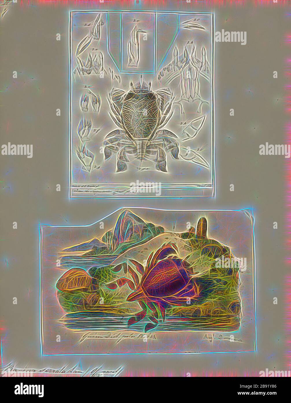 Spanner crab hi-res stock photography and images - Alamy