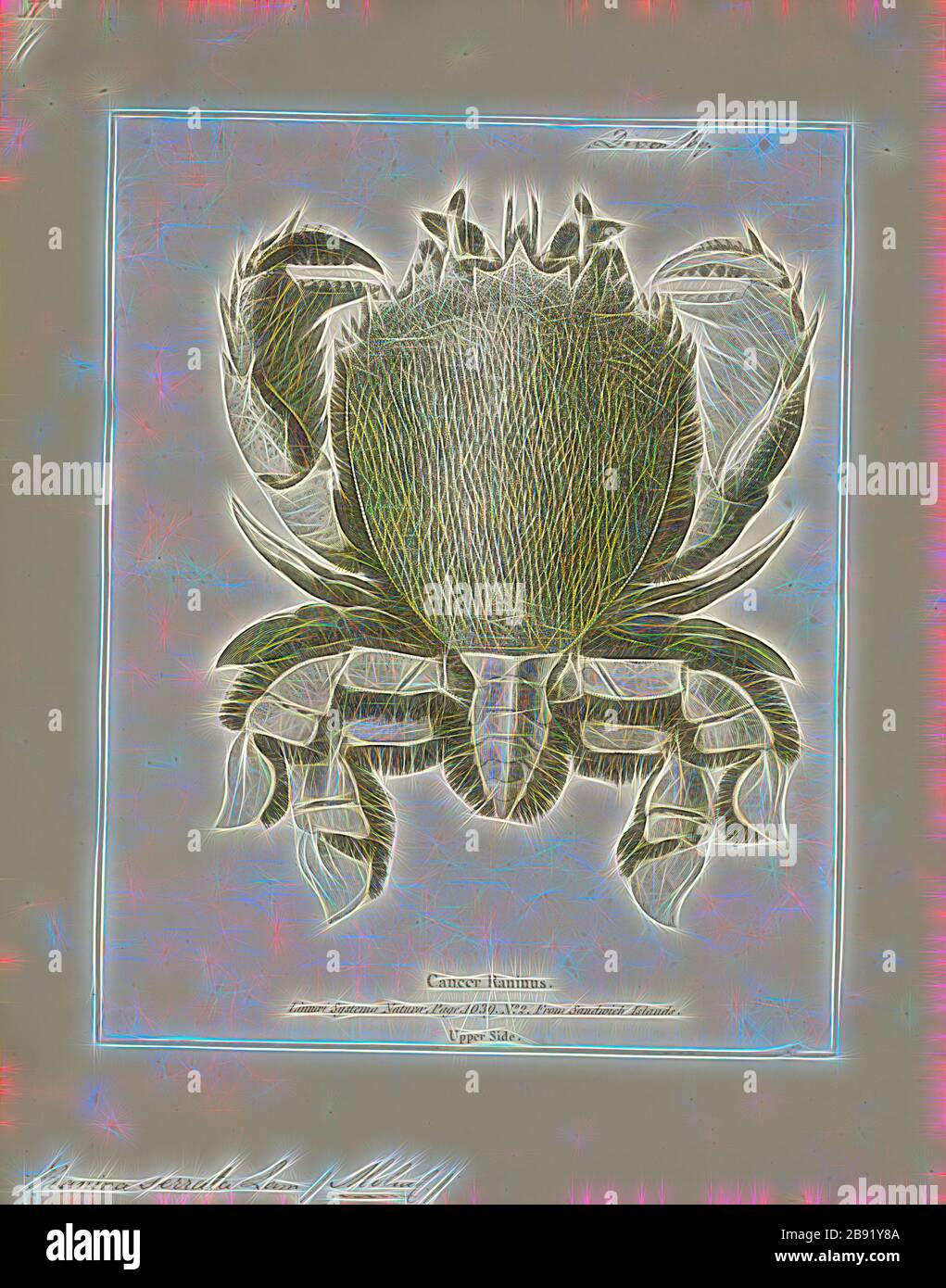 Spanner crab hi-res stock photography and images - Alamy
