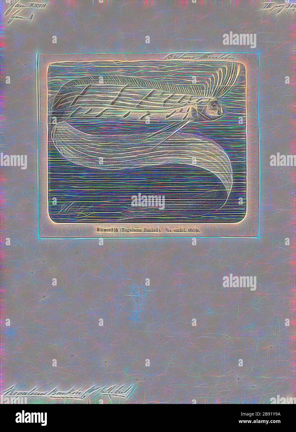 Regalecus banksii, Print, The giant oarfish (Regalecus glesne) is a ...