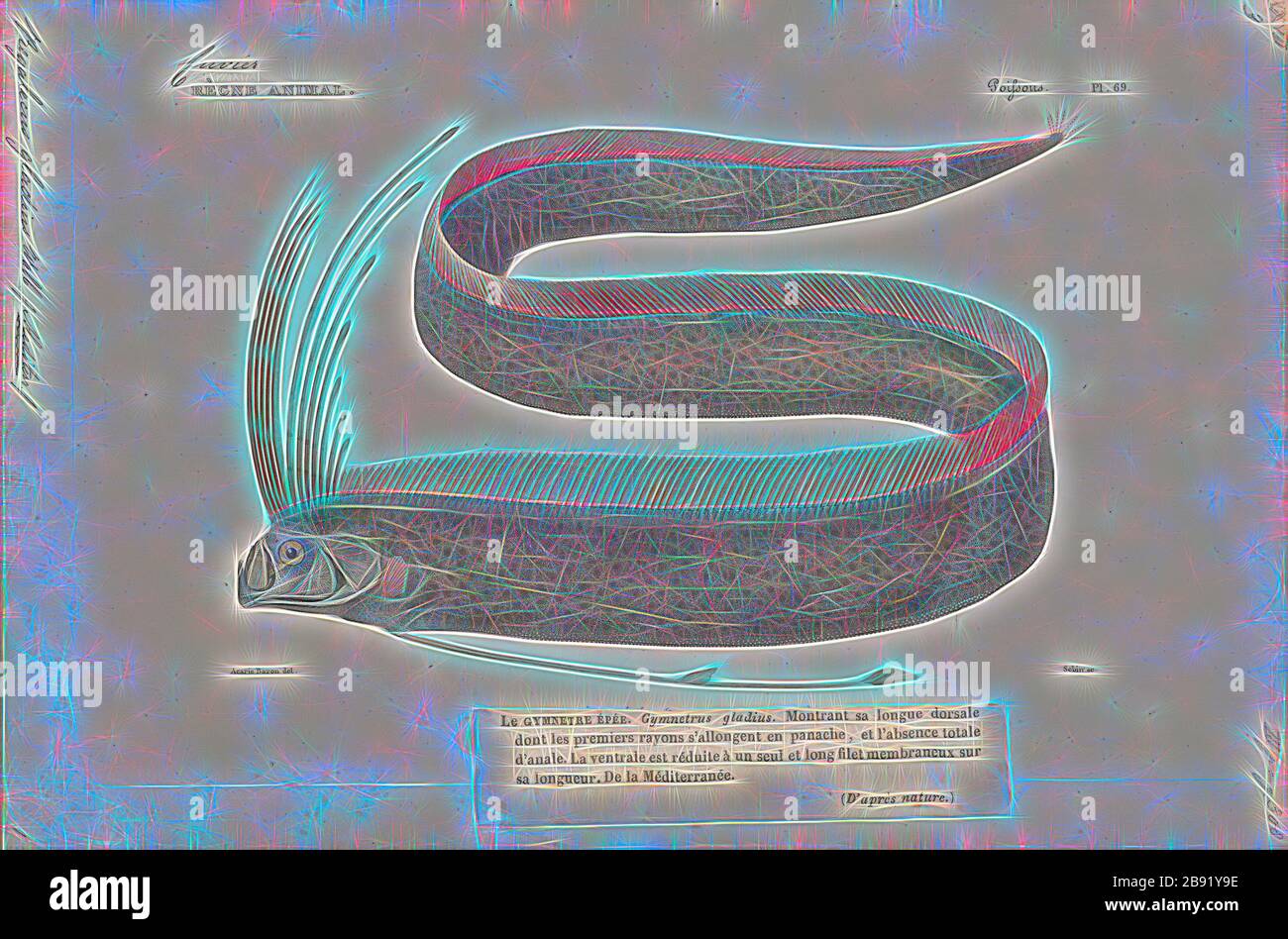 Oarfish hi-res stock photography and images - Alamy