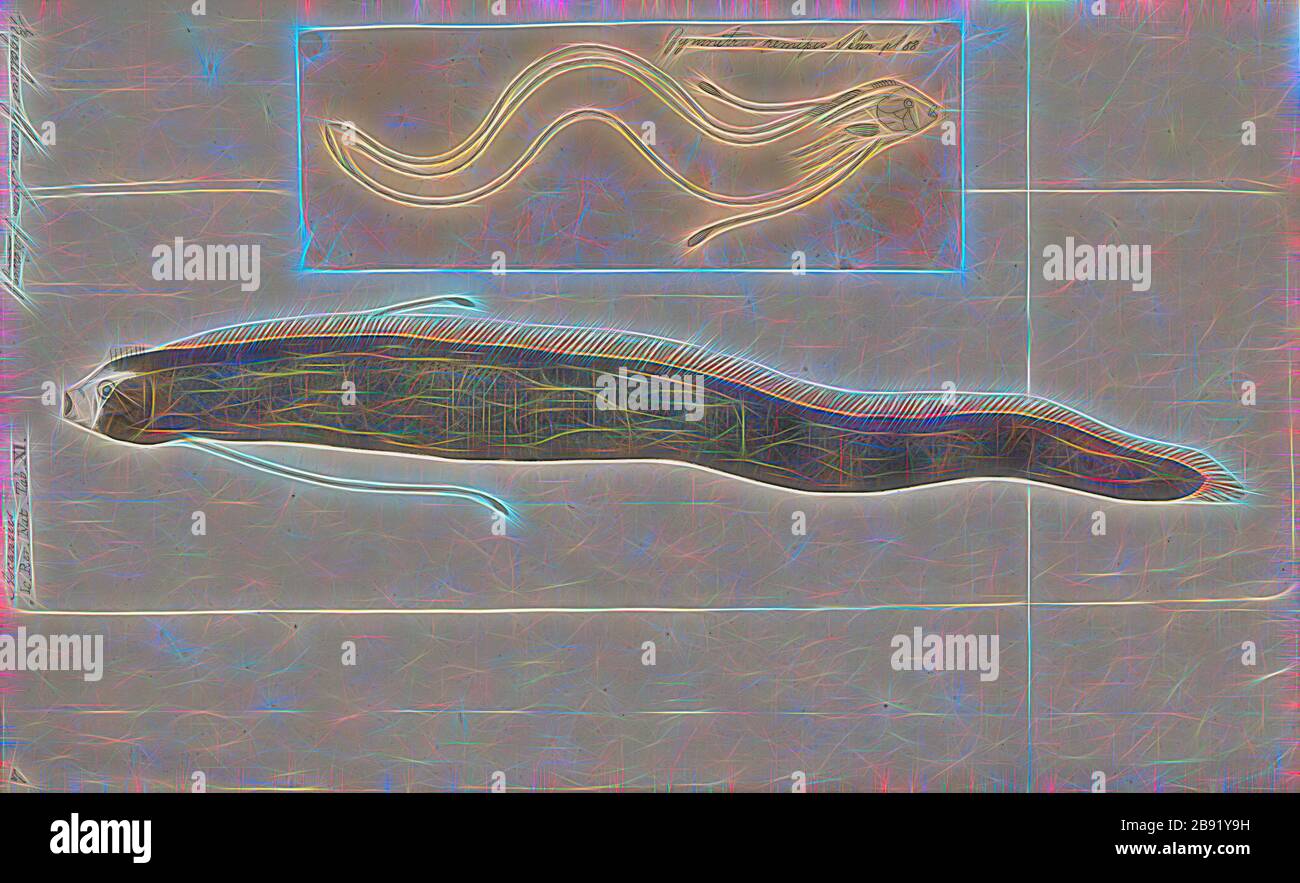 Family regalecidae hi-res stock photography and images - Alamy